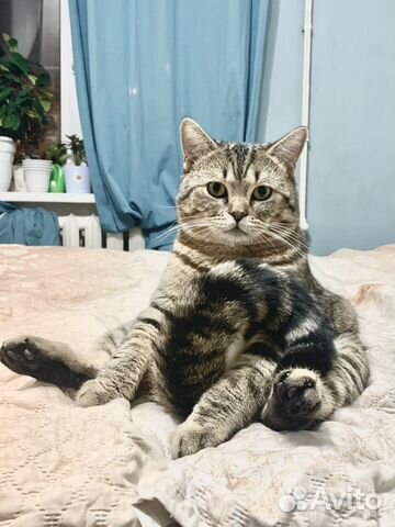 Британский кот в добрые руки