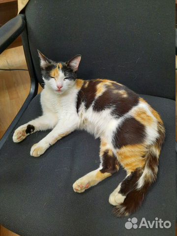 Кошки в добрые руки