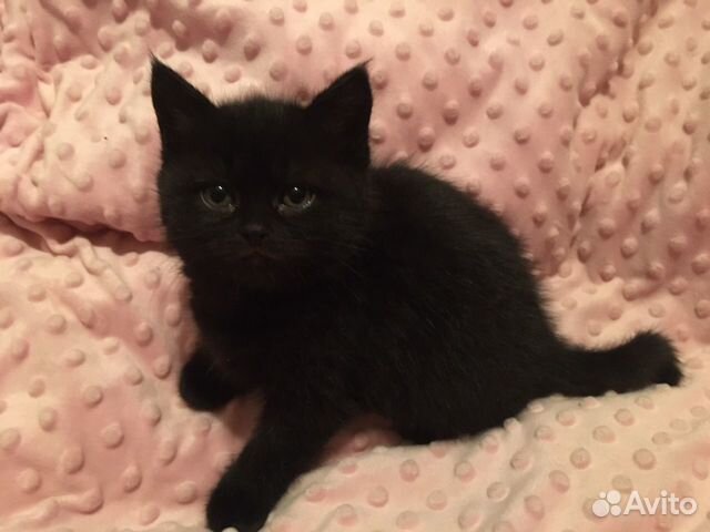 Черная кошечка шотландская