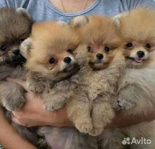 Померанский шпиц мальчики