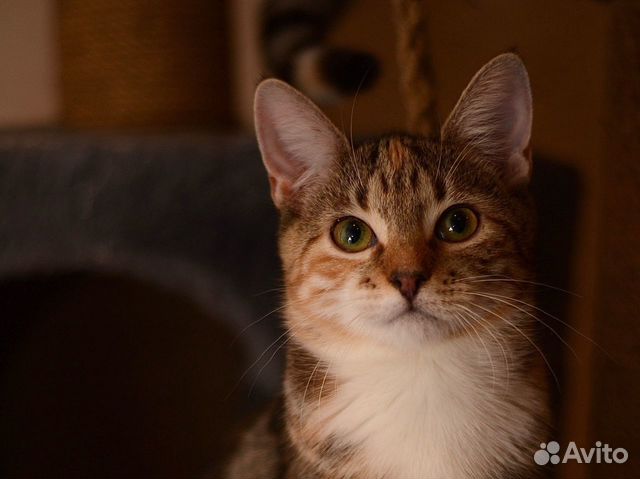 Котенок девочка 4 мес