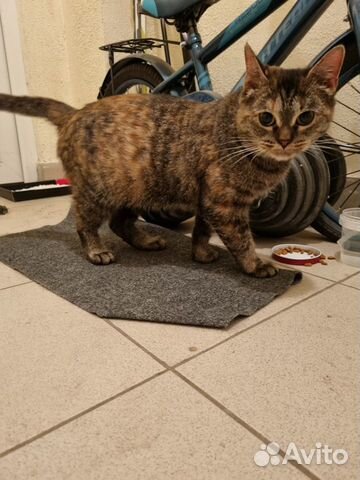 Кошечку Фортуну в добрые руки