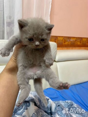 Шотландский прямоухий парень