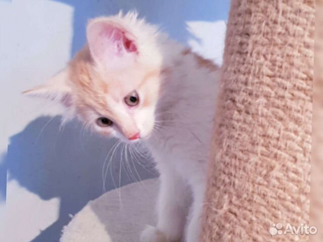 Котята, котёнок фенотип сибирской малышка