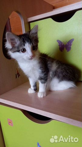 Красивые котята в добрые руки