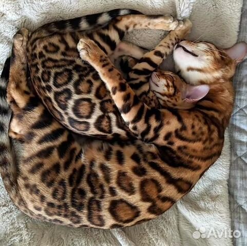 Роскошный котенок с крупной розеткой (клубный)