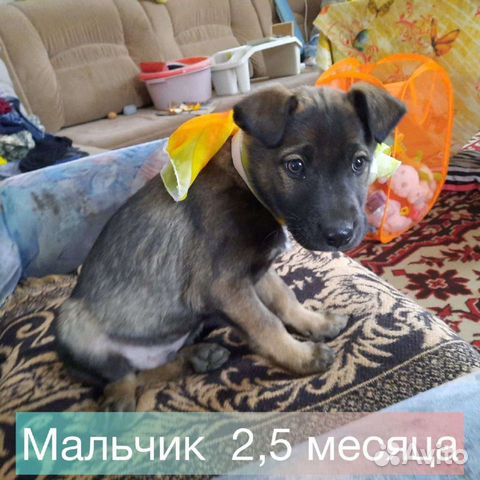 Мальчишка-пупсик 2,5 месяца бесплатно