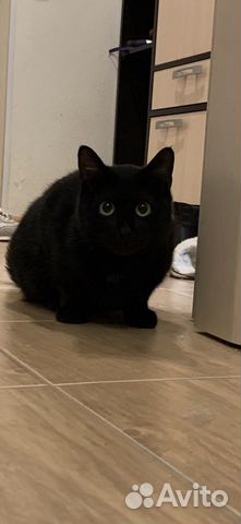 Кот.черный кот