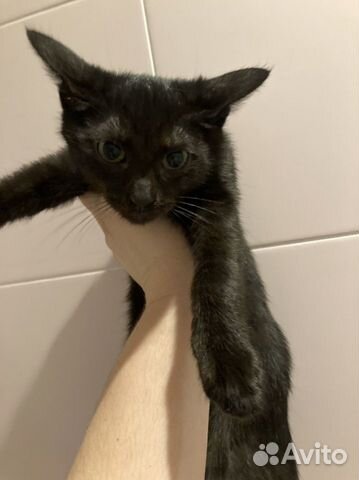 Молодой котик