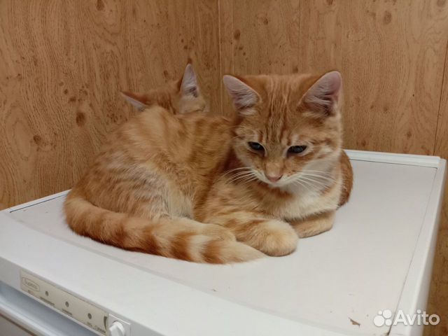 Чудесные котята