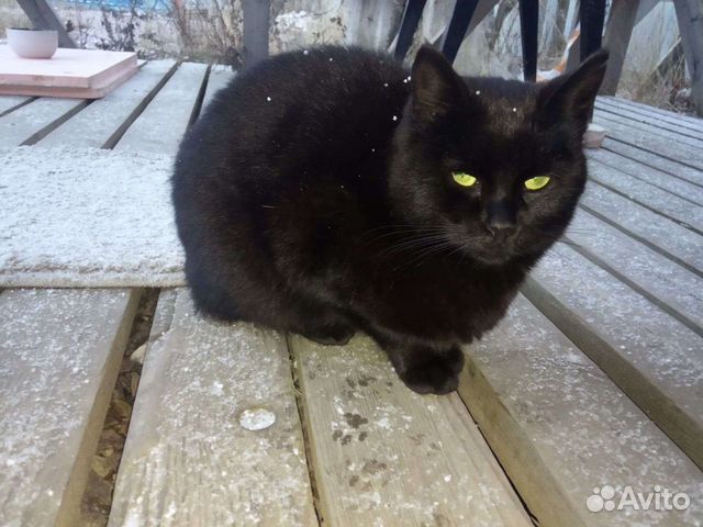 Чёрная красавица умоляет о помощи