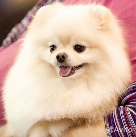 Вязка Шпиц РКФ померанский той шоу