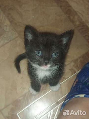 Котята разных окрасов