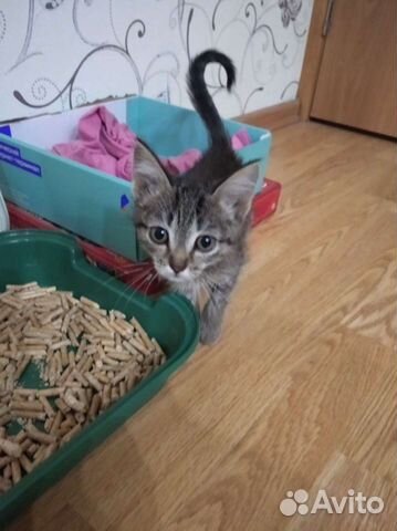 Шатландский котенок