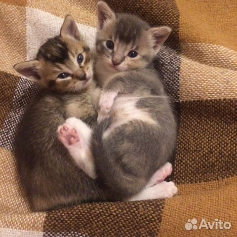 Абессинские метисы мальчик и девочка