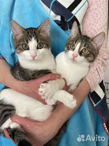 Котята девочки