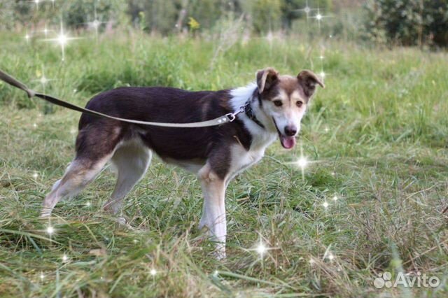 Чудо собака ждёт тебя в приюте