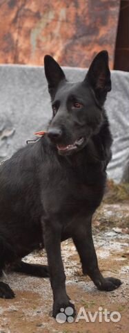 Немецкая овчарка в добрые руки