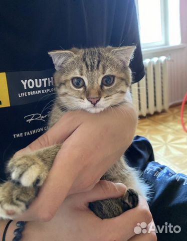 Британская кошечка «вислоухая»