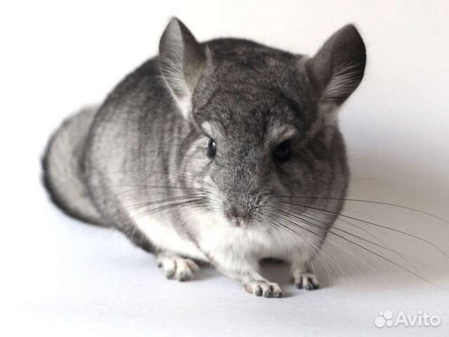 Шиншиллы, мальчики