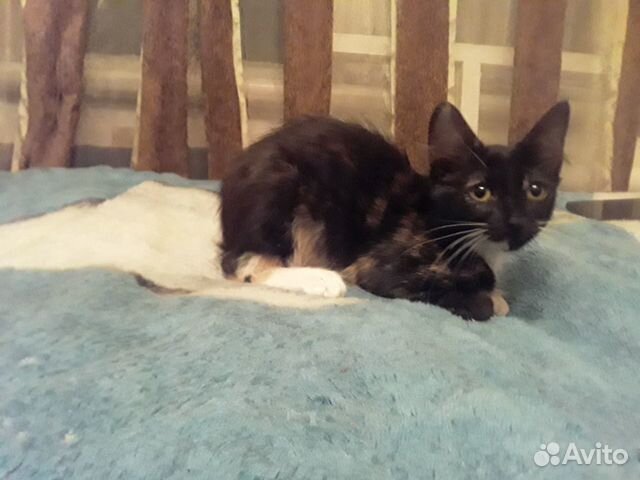 Пристрою кошечку 3,5 месяца