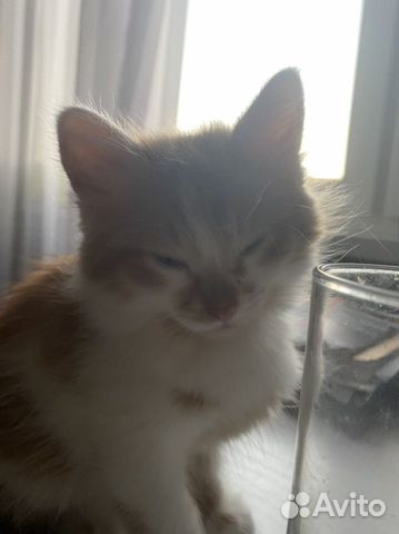 Котенок в добрые руки