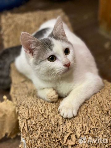 Ласковый красивый котенок девочка