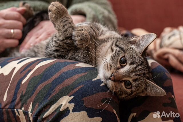 Коржик - ласковый которебенок в ответственные руки