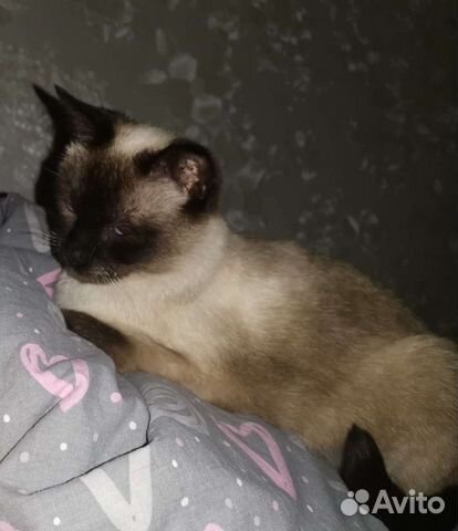 Сиамская кошка