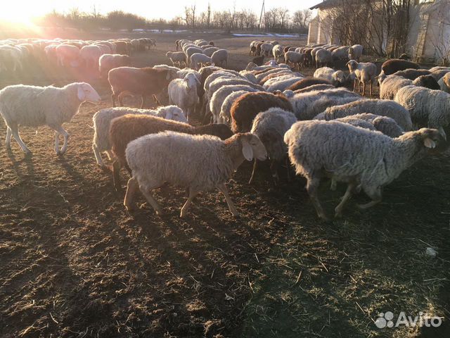 Овцы ярки