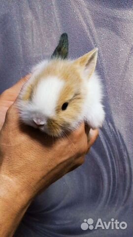 Декоративные кролики