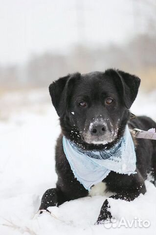 Активный и весёлый пёс Макс, отдам