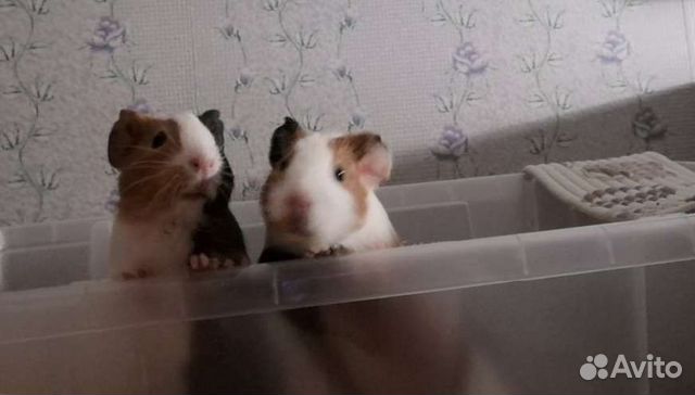 Морские свинки
