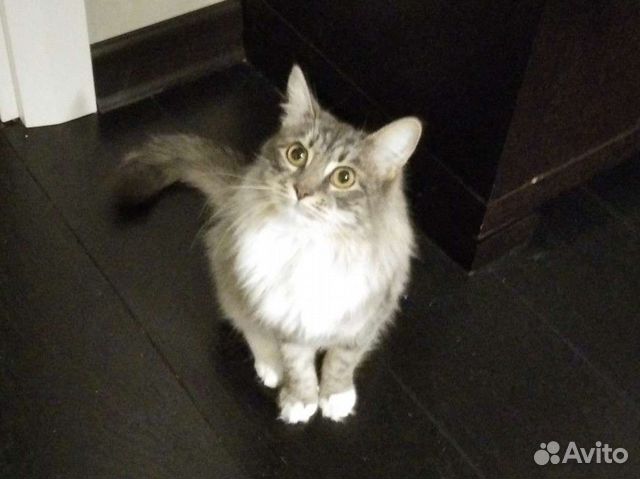 Ищем котика для вязки