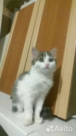 Котик 3мес