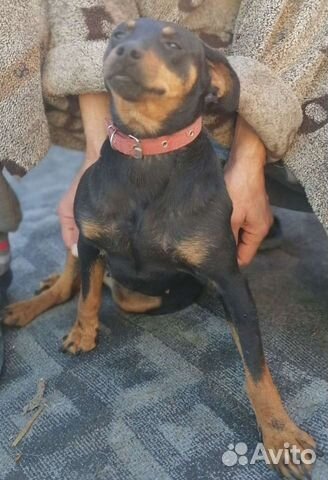 Ягдтерьер отдам