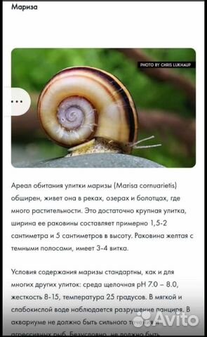 Улитка Мариза