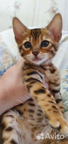 Бенгальская девочка