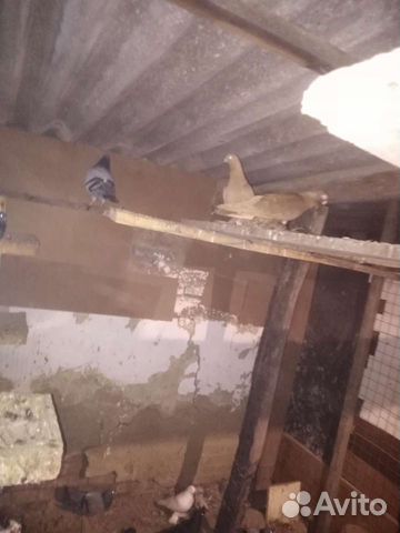 Продам голубей рябых сизых