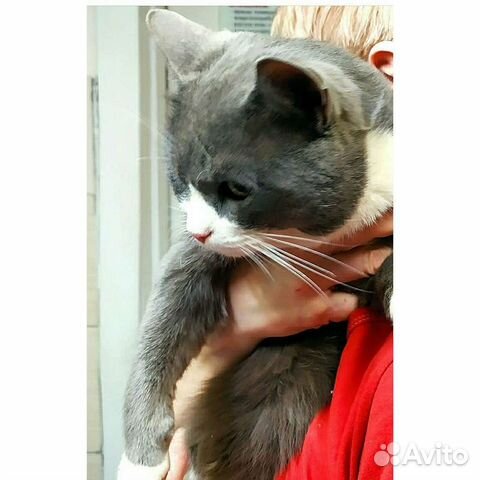 Кот крупный кастрирован 3 года