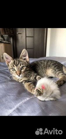 Кошка