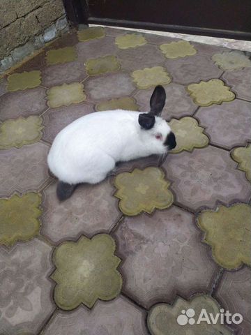 Калифорнийские кролики