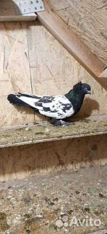 Продам таджикские голуби черногрудые цена за пару