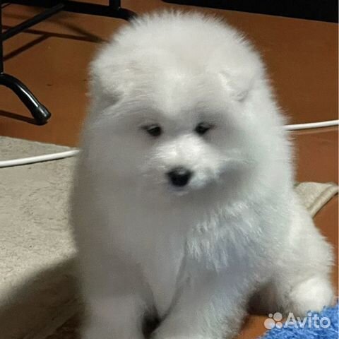 Снежное Чудо