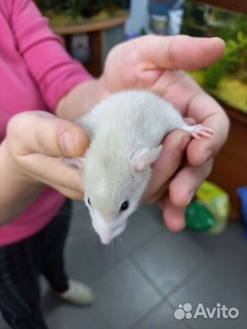 Крыса дамбо