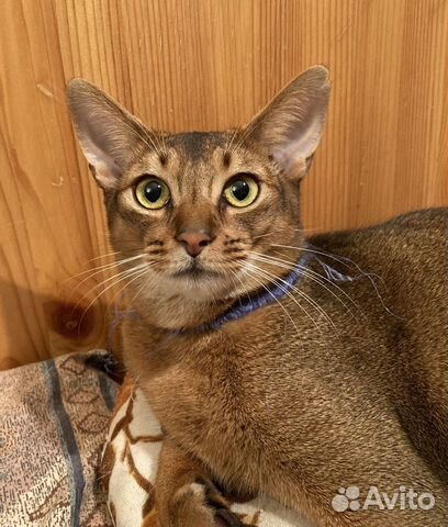 Абиссинский котик Юмарис