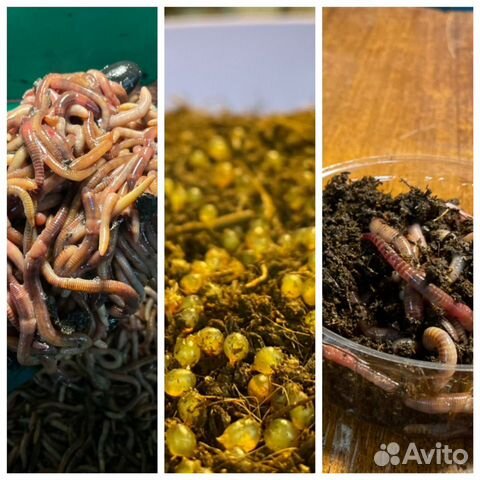 Коконы червя Дендробена венета/ Dendrobaena veneta