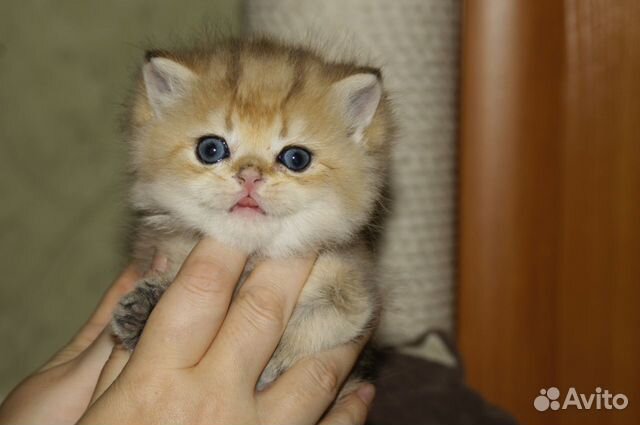 Кот золотая шиншилла тикированный