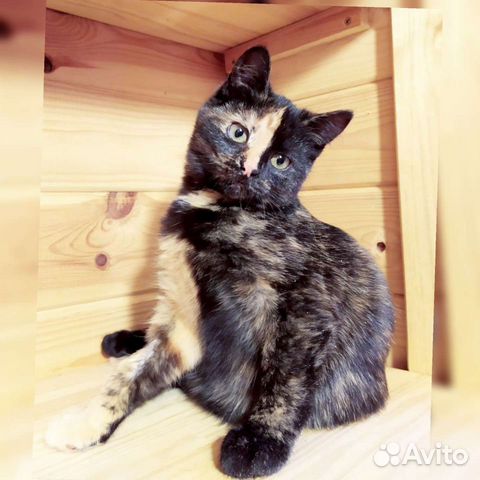 Котята, котёнок Сонечка в добрые руки