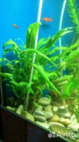 Аквариумные растения криптокарина валеснерия элоде